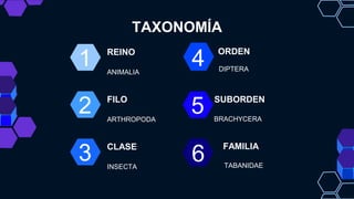 MOSCA DE TÁBANO.pptx