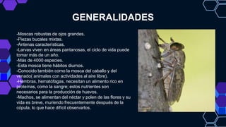 MOSCA DE TÁBANO.pptx