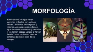 MOSCA DE TÁBANO.pptx