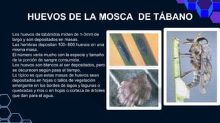 MOSCA DE TÁBANO.pptx