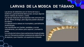 MOSCA DE TÁBANO.pptx