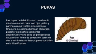 MOSCA DE TÁBANO.pptx