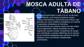MOSCA DE TÁBANO.pptx