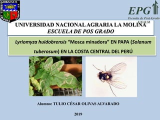 Mosca minadora papa | PPTX