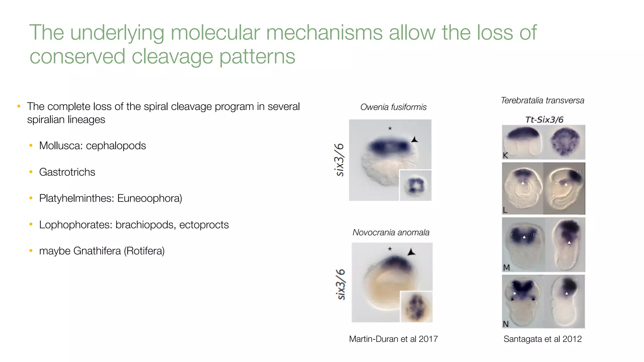 Cleavage patterns, fate maps and cell lineages… What can early ...