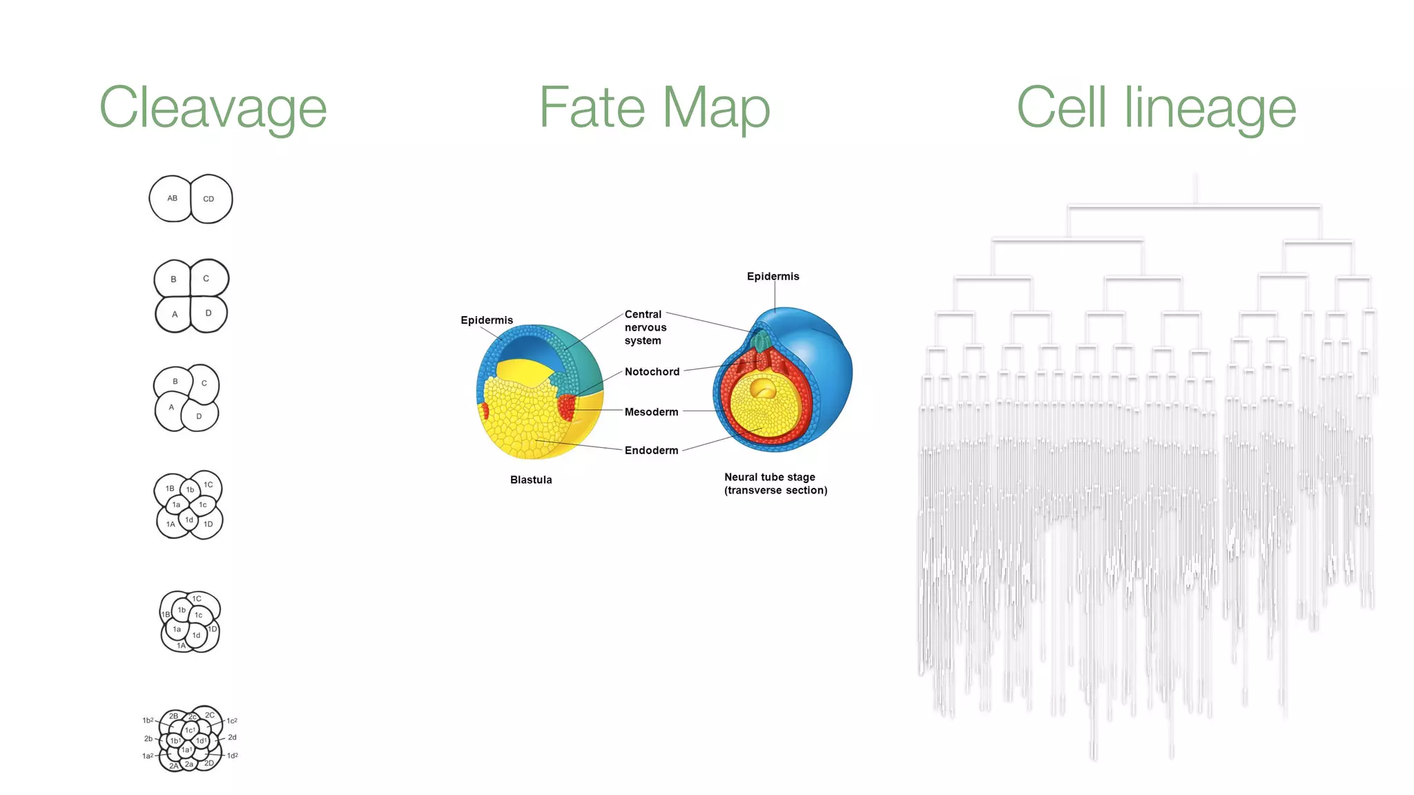 Cleavage patterns, fate maps and cell lineages… What can early ...