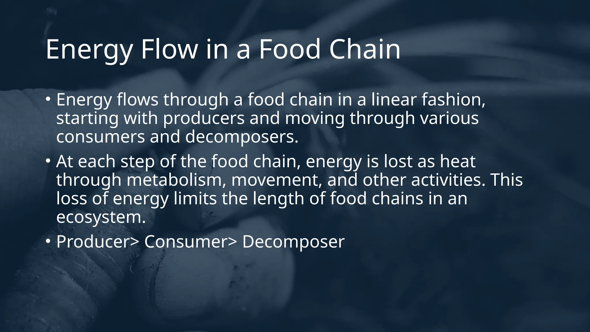 Food chain slides for teaching grade 8 learners | PPTX