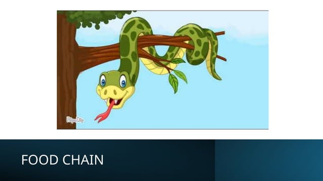 Food chain slides for teaching grade 8 learners | PPTX