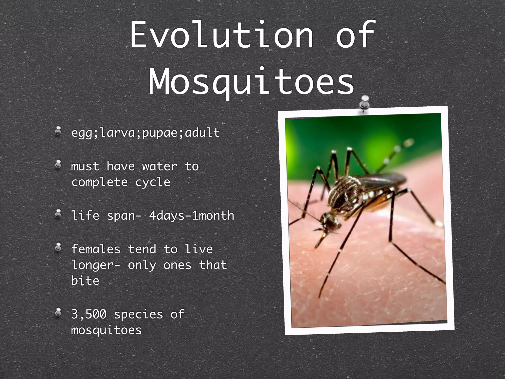 Mosquito | KEY