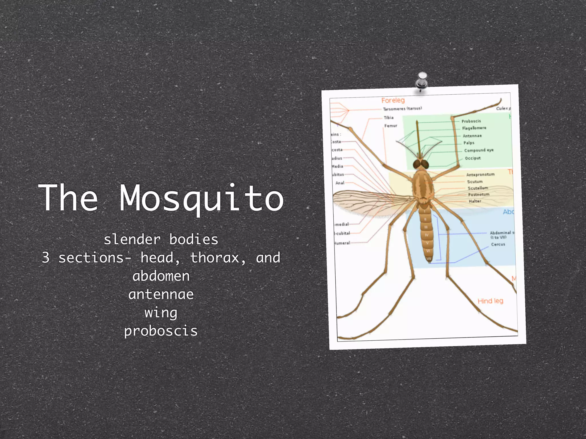 Mosquito | PPT