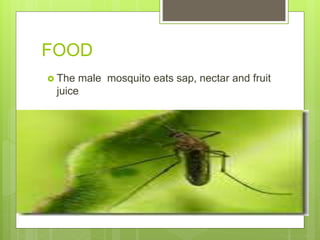 Mosquito | PPTX