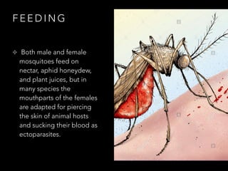 Mosquito | PDF