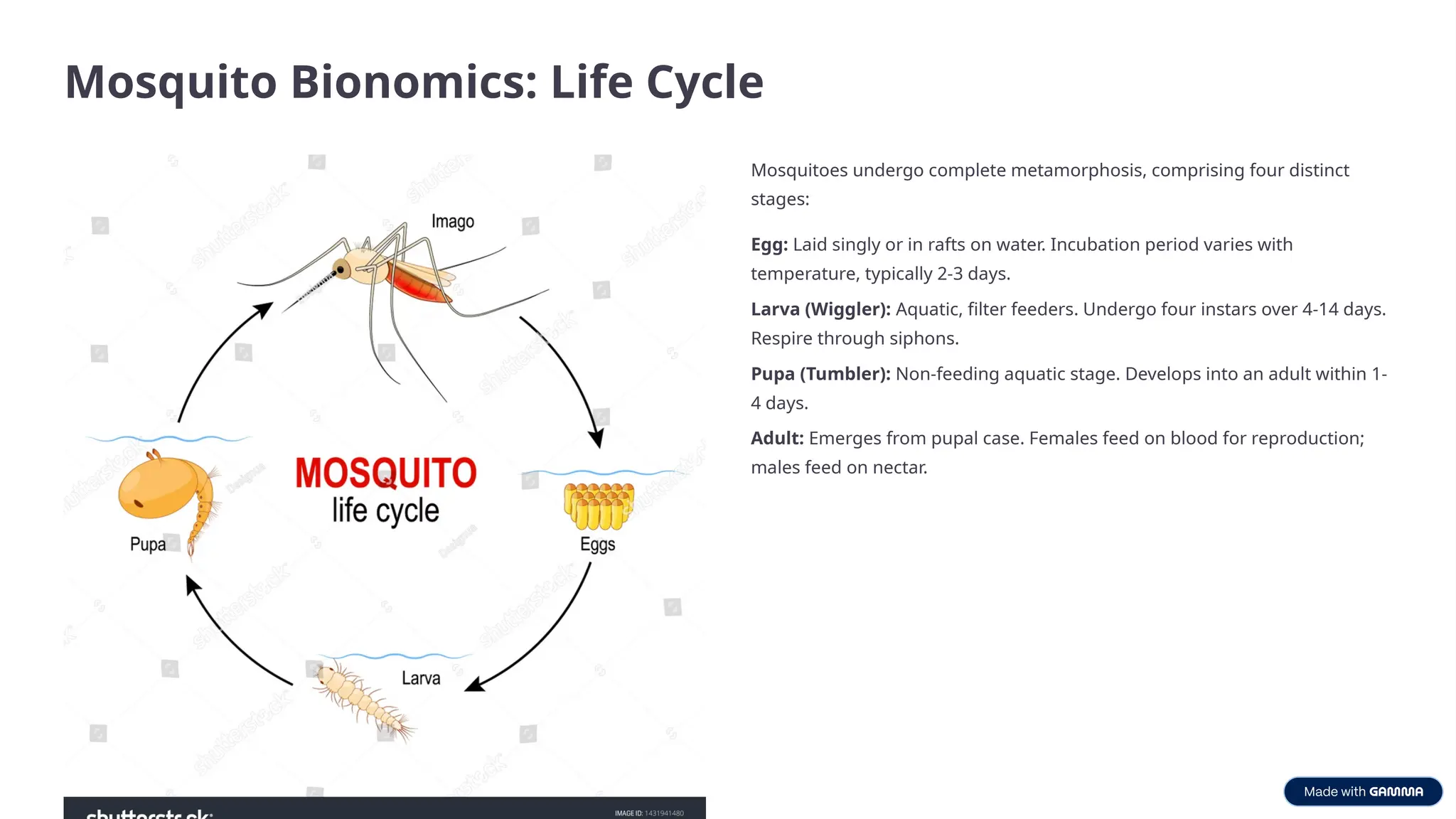 Mosquito Bionomics entomology ppt all types | PPTX