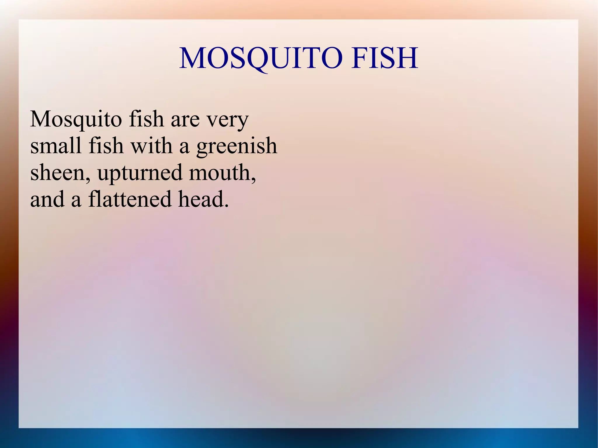 Mosquito Fish | ODP | Fish and Aquariums | Pets