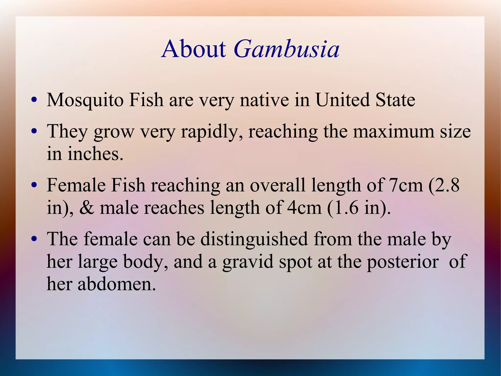 Mosquito Fish | ODP | Fish and Aquariums | Pets