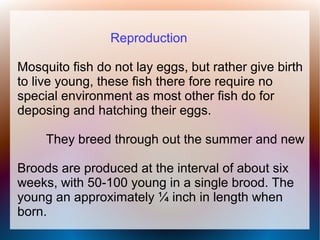 Mosquito Fish | ODP | Fish and Aquariums | Pets