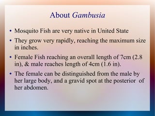 Mosquito Fish | ODP