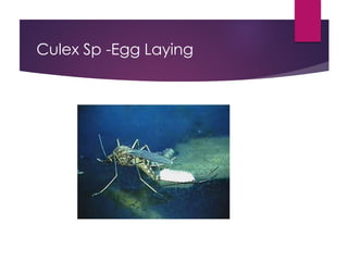 Mosquito biology & life cycle | PDF
