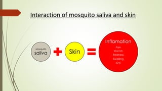 Mosquito bite: Inflammation and relief by topical natural ...
