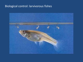 Prevention of Mosquito borne diseases | PPTX