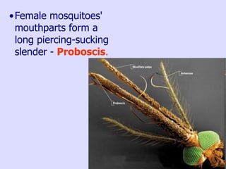 Mosquito ( malaria) | PPT