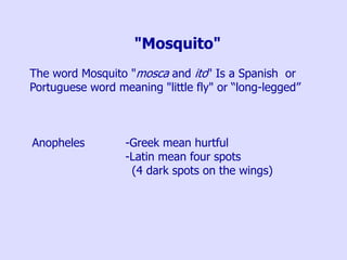 Mosquito ( malaria) | PPT