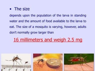 Mosquito ( malaria) | PPT