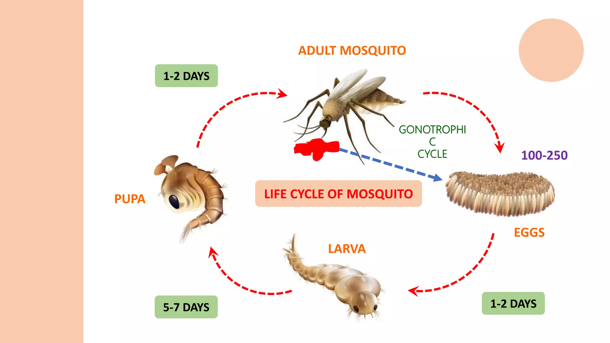 Mosquito (entomology) | PPTX