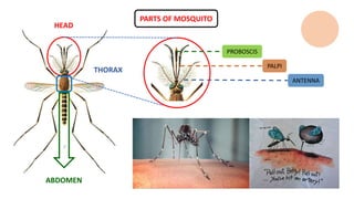 Mosquito (entomology) | PPTX