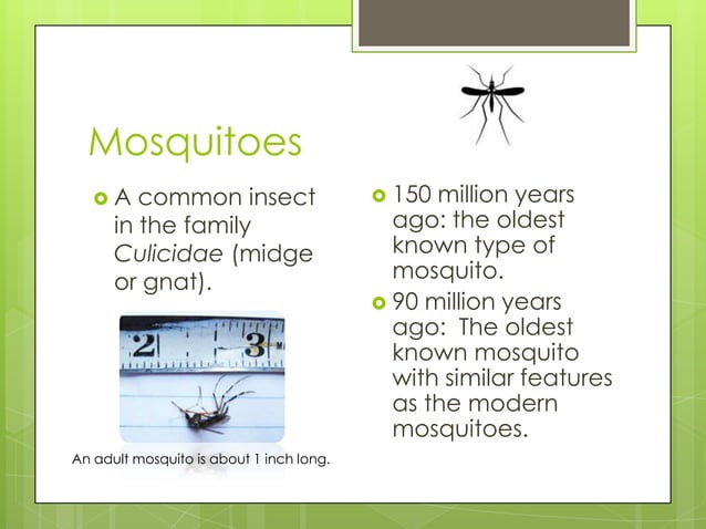 Mosquitoes | PPT