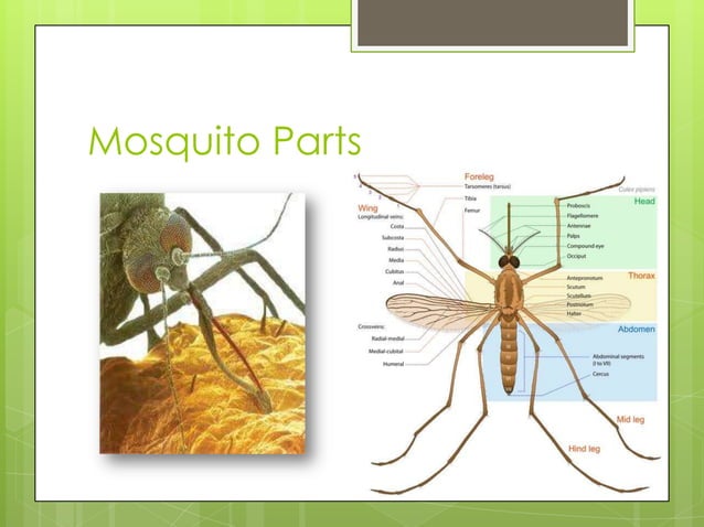 Mosquitoes | PPT