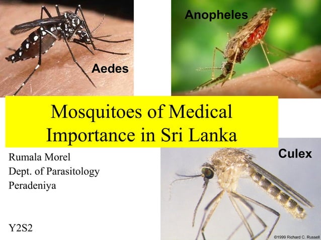 Mosquitoes | PPT | Infectious Diseases | Diseases and Conditions