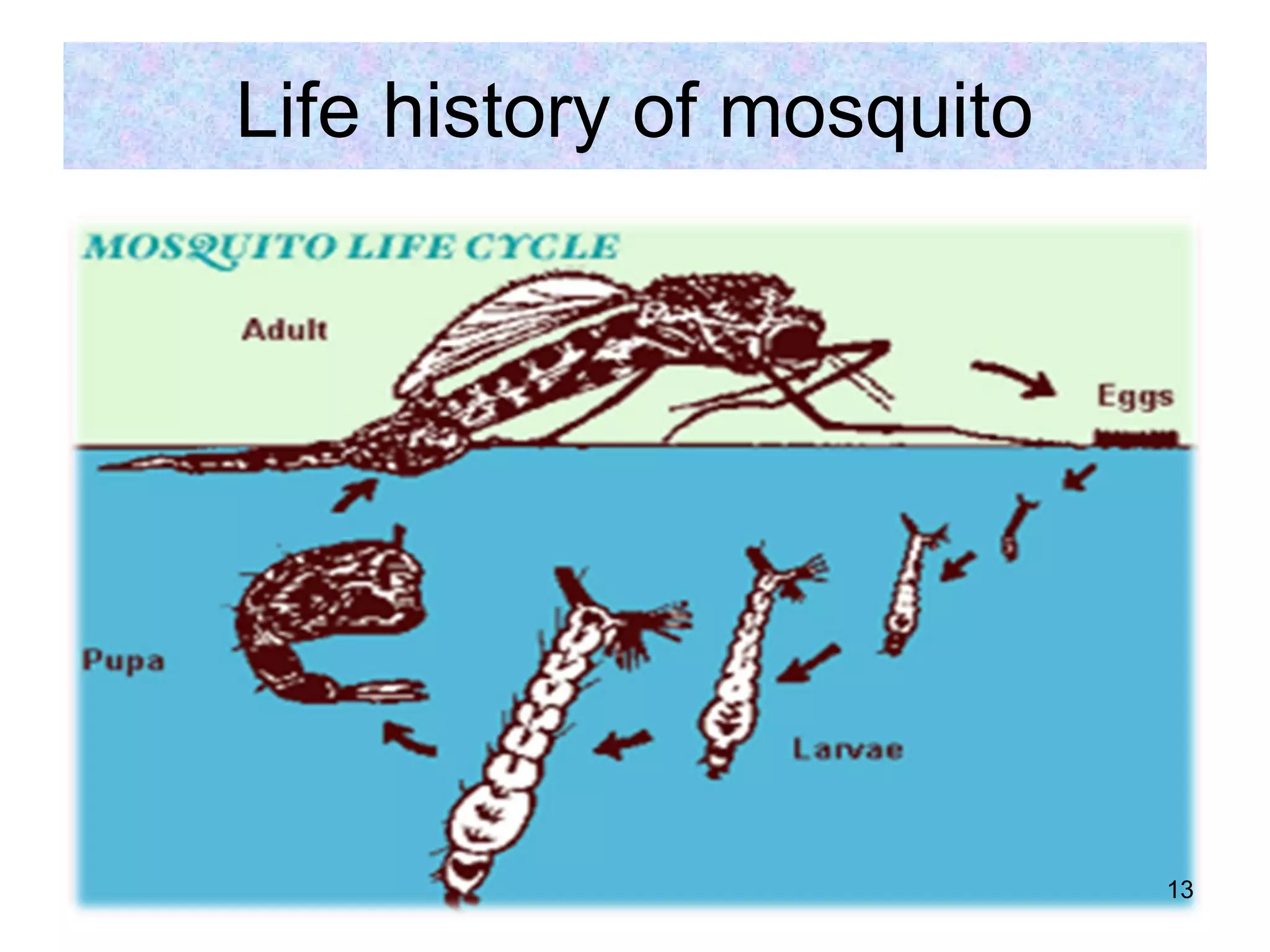 Mosquitoes | PPT