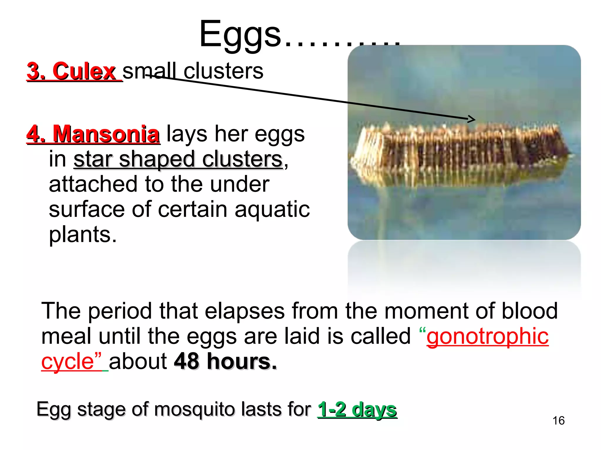 Mosquitoes | PPT