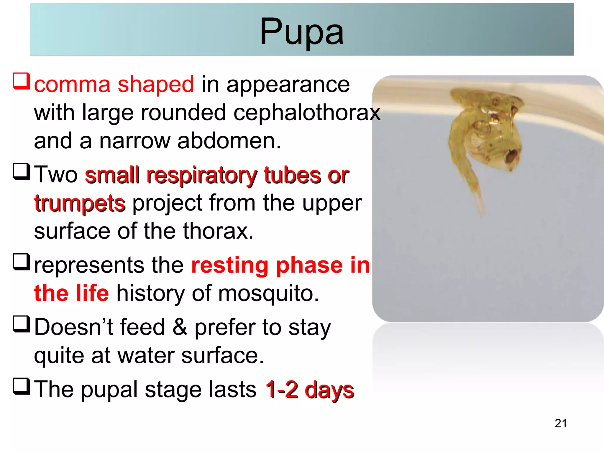 Mosquitoes | PPT