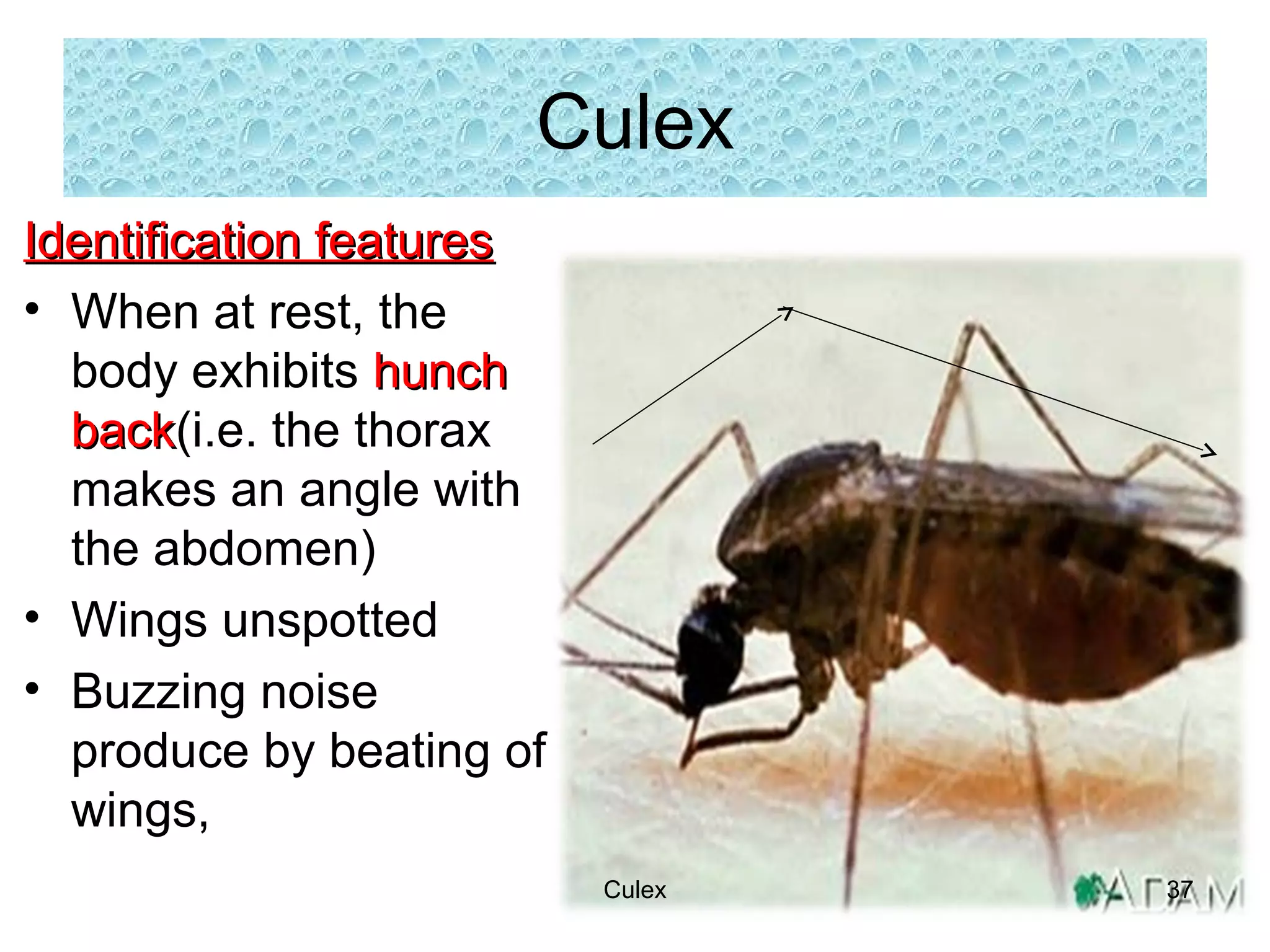 Mosquitoes | PPT
