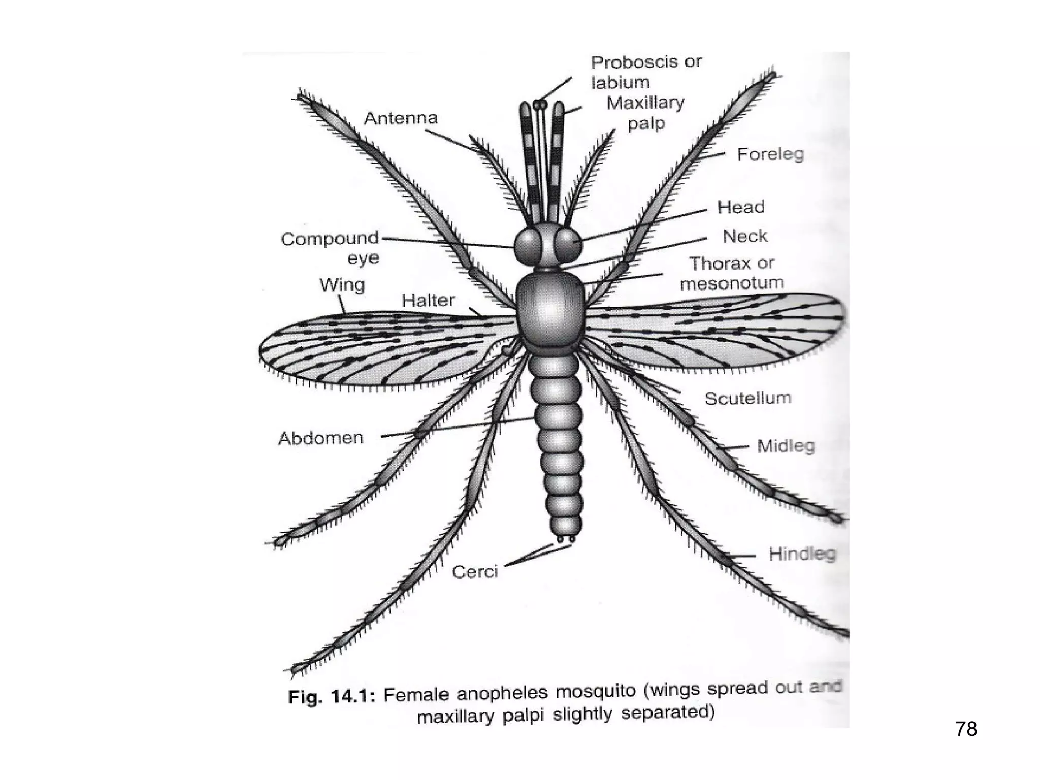 Mosquitoes | PPT