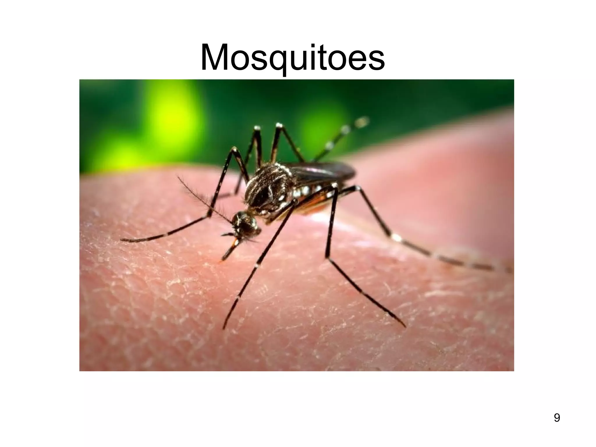 Mosquitoes | PPT