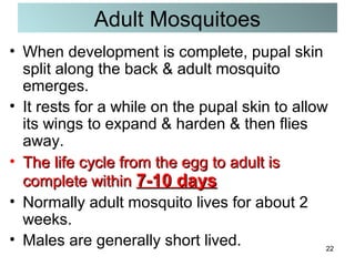 Mosquitoes | PPT