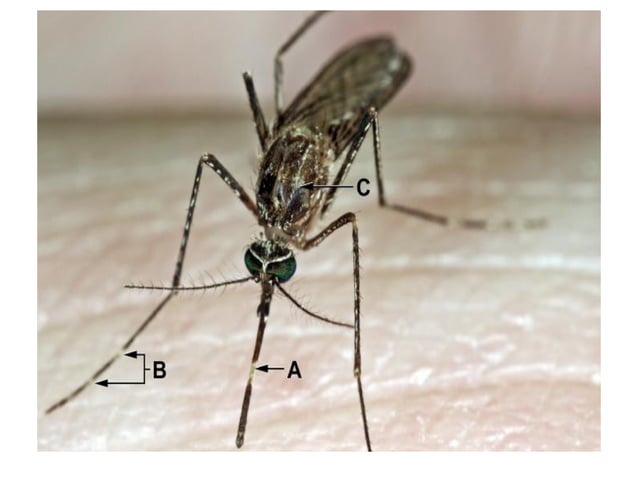 Mosquitoes | PPT