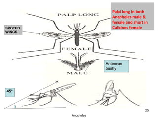 Anopheles Mosquito Diagram