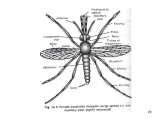 Mosquito Diagram