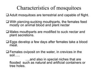 Mosquitoes | PPTX