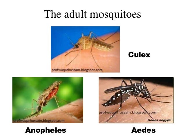 Mosquitoes
