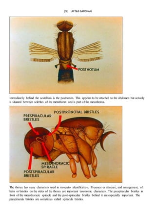Diptera Anatomy