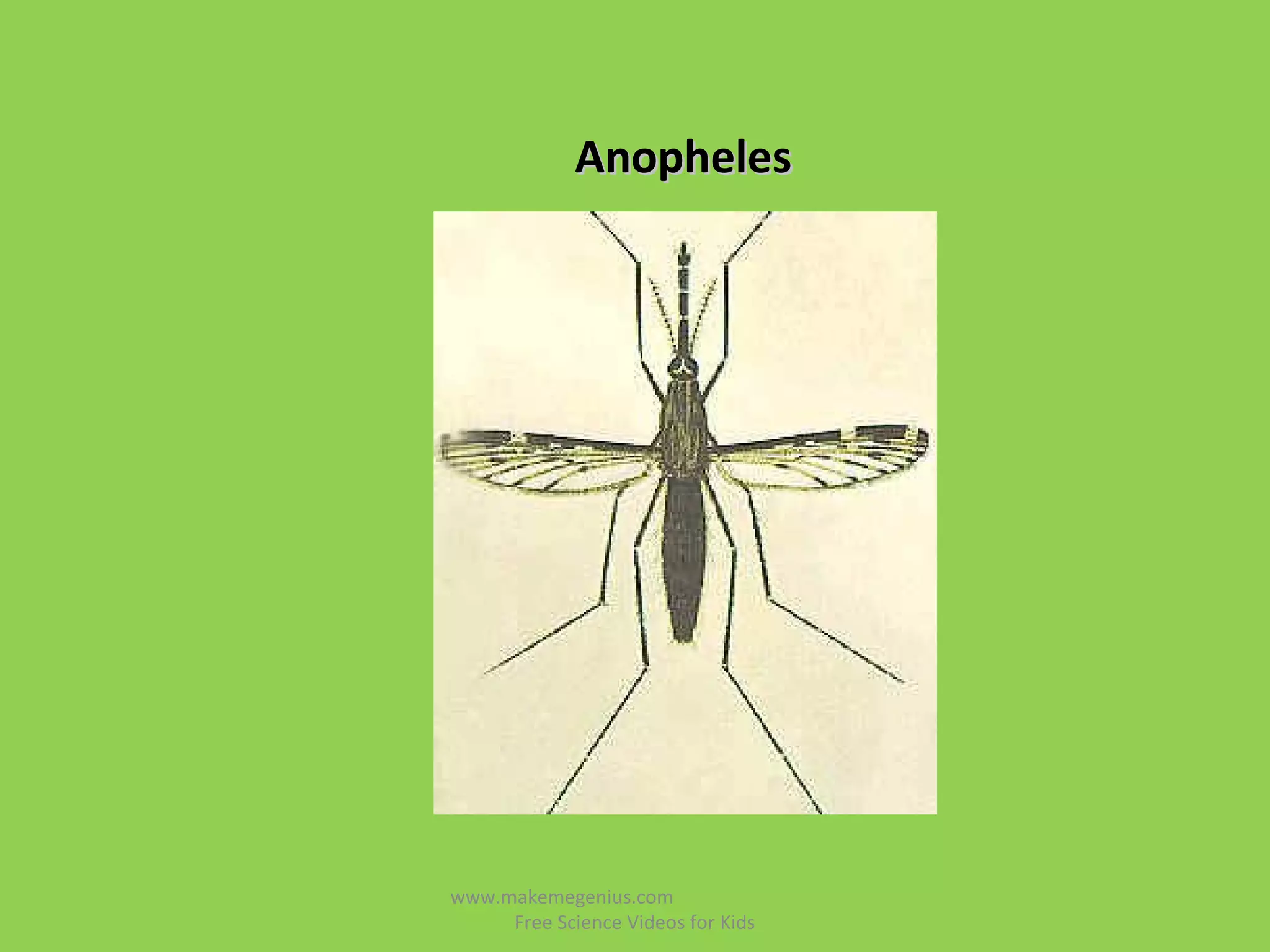 Mosquitoes interesting facts | PPT