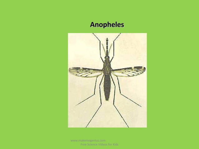 Mosquitoes interesting facts | PPT