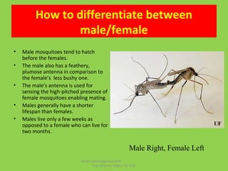 Mosquitoes interesting facts | PPT