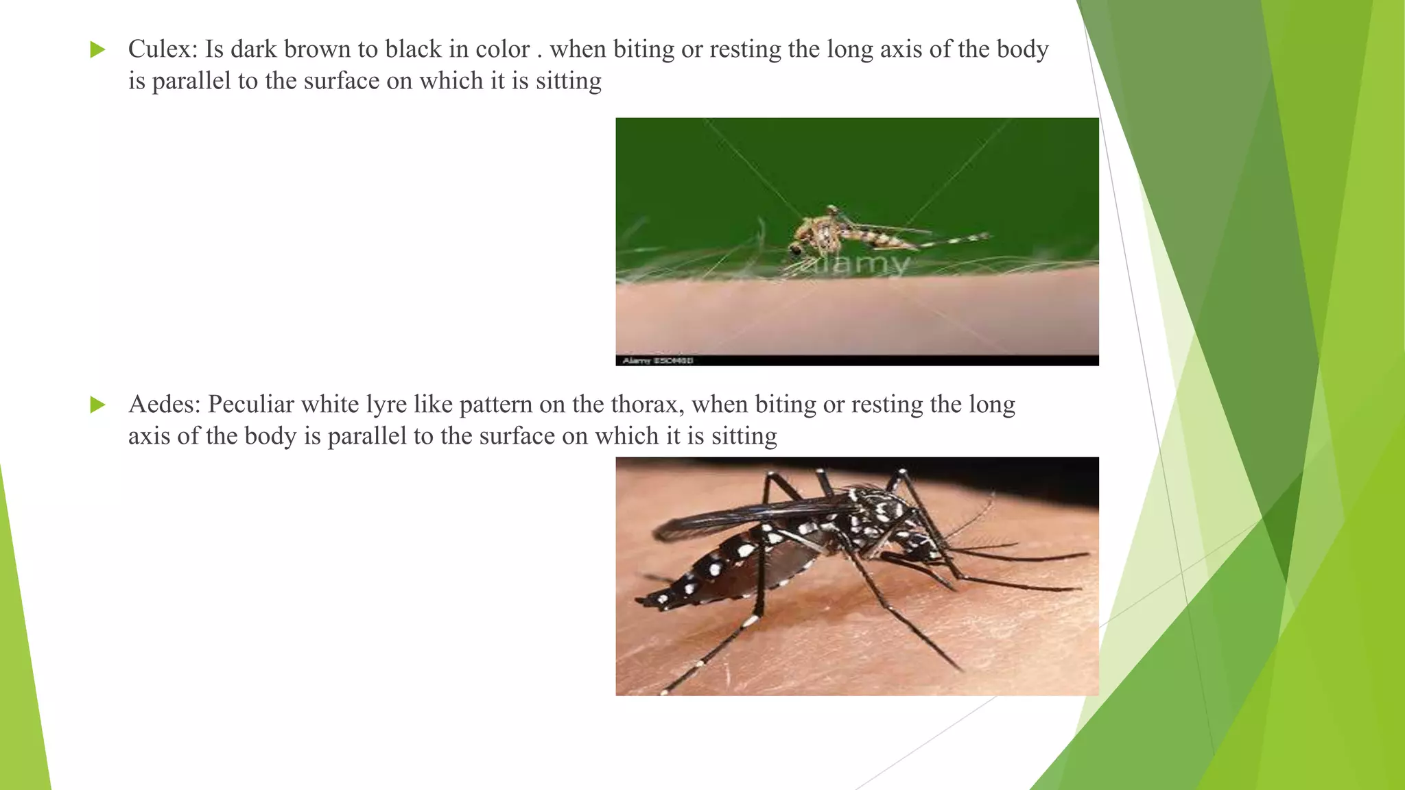 Mosquitoes presentation | PPTX