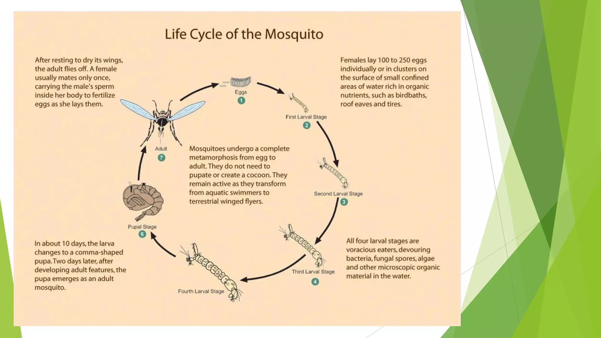Mosquitoes presentation | PPTX